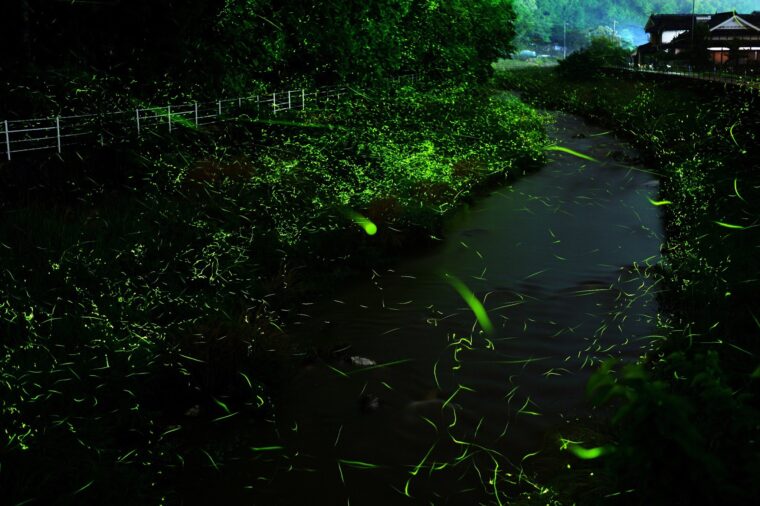 ホタルの夕べ in北房 | ManiColle